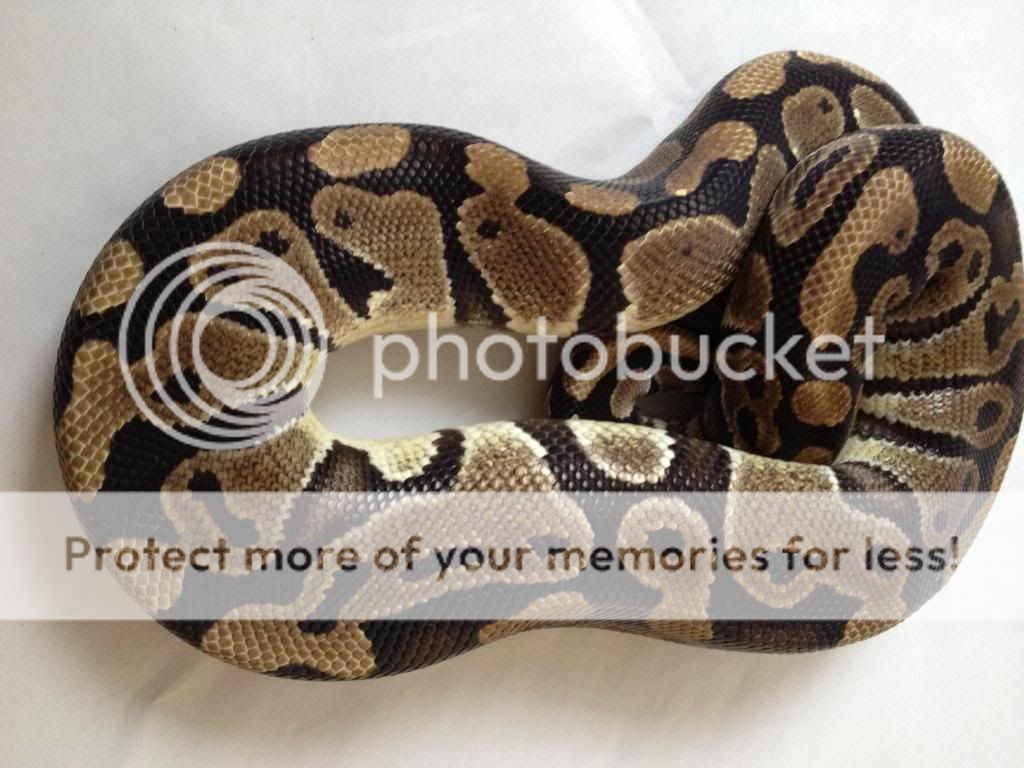 Wales - Royals pythons available | Reptile Forums
