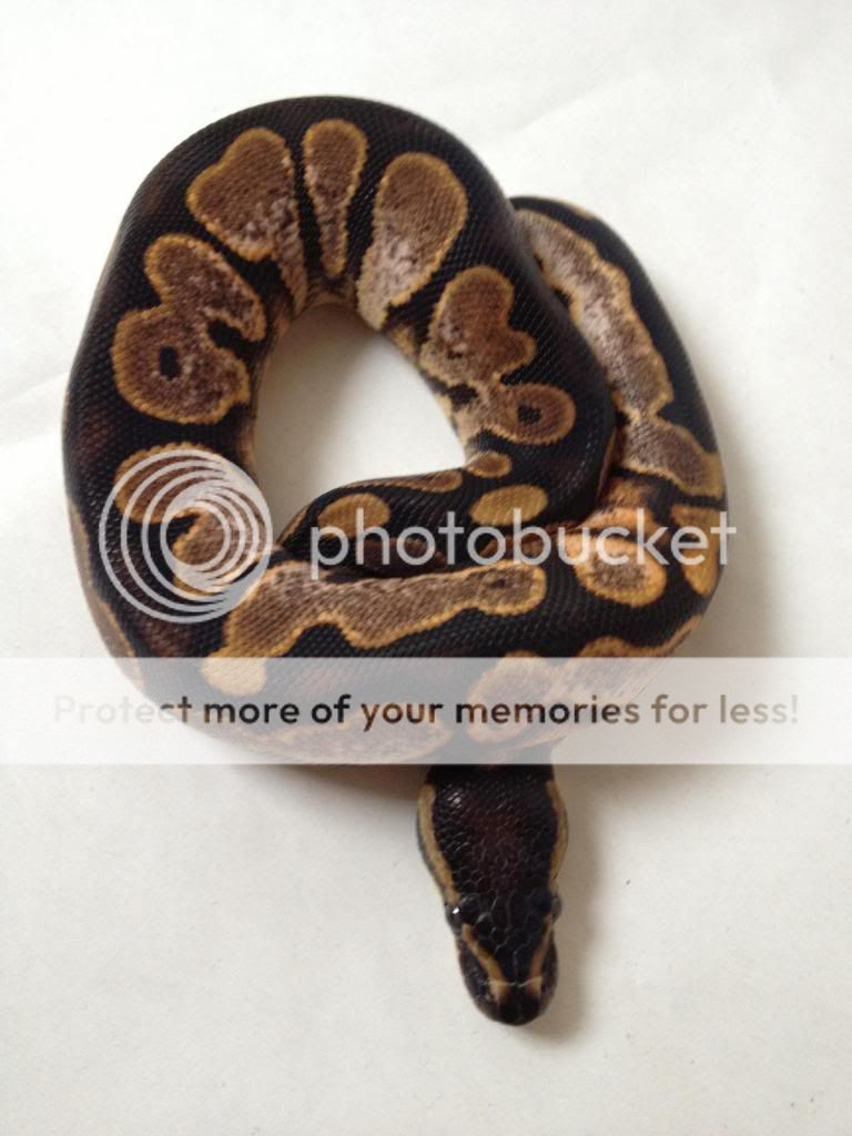 Wales - Royals pythons available | Reptile Forums