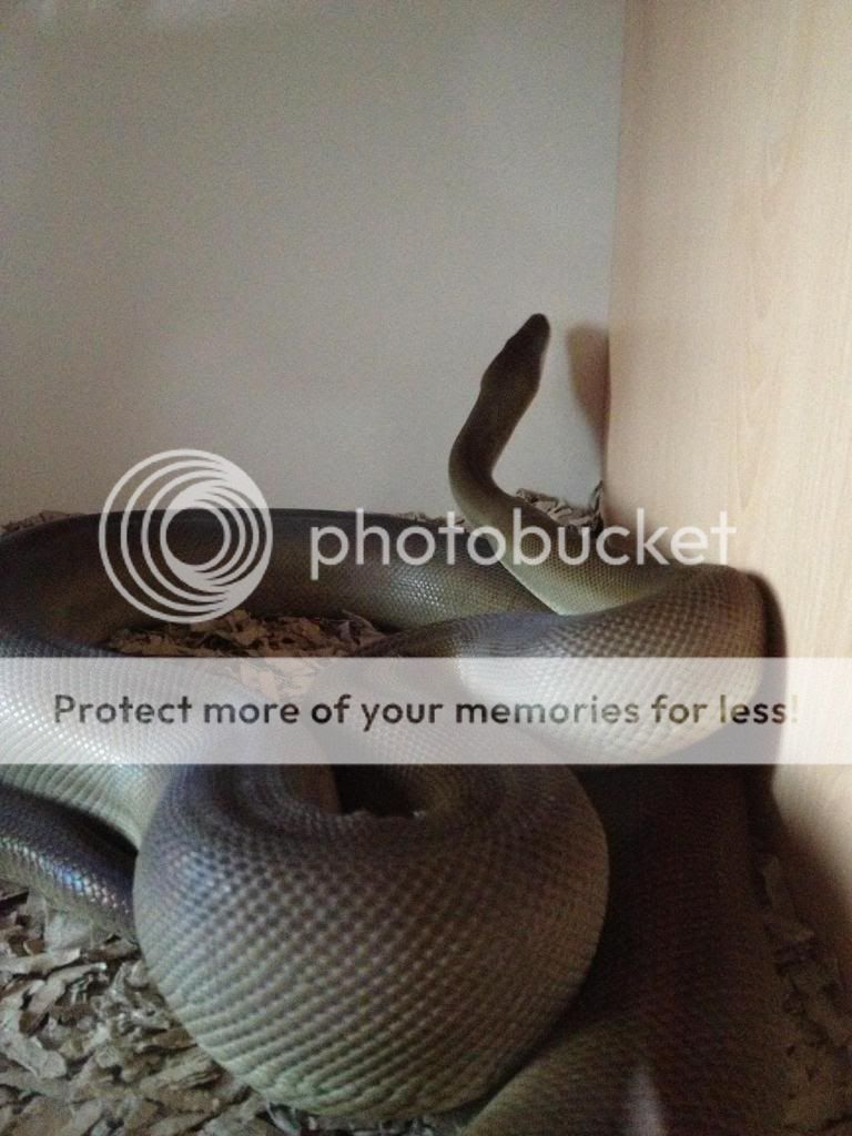 Wales - Olive Pythons | Reptile Forums