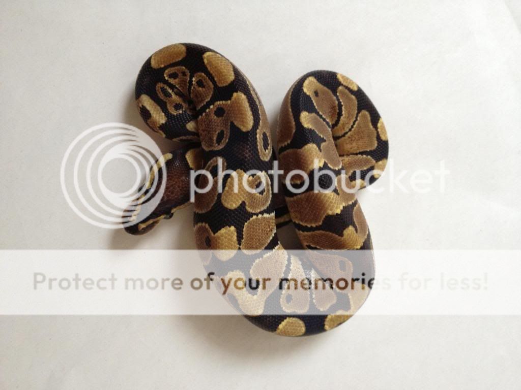 Wales - Royals pythons available | Reptile Forums