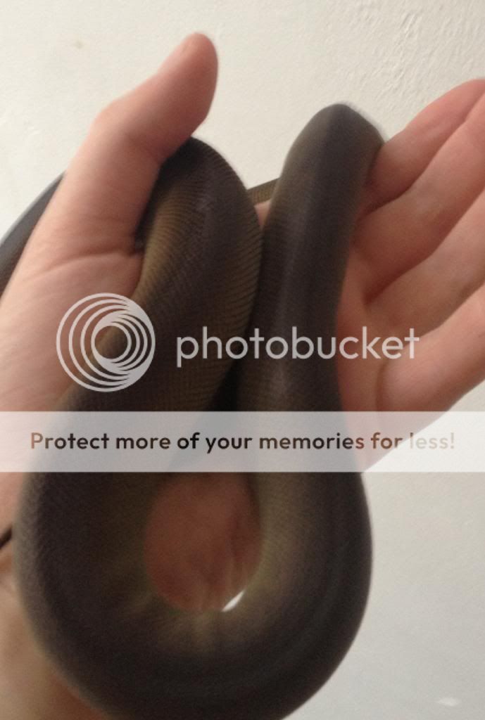 Wales - Olive Python Pair | Reptile Forums