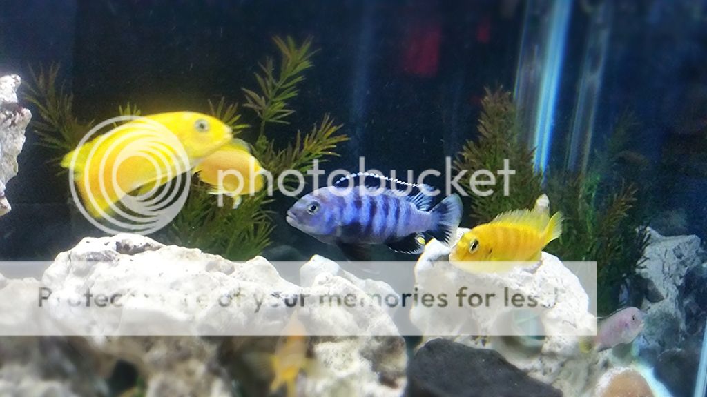 Saulosi new pics (Sal update) | Cichlid Fish Forum